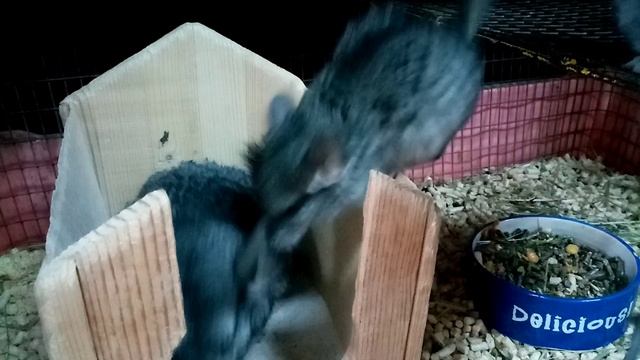 Битва за купалку, кто наглее, тот и первый. Шиншиллы купаются.