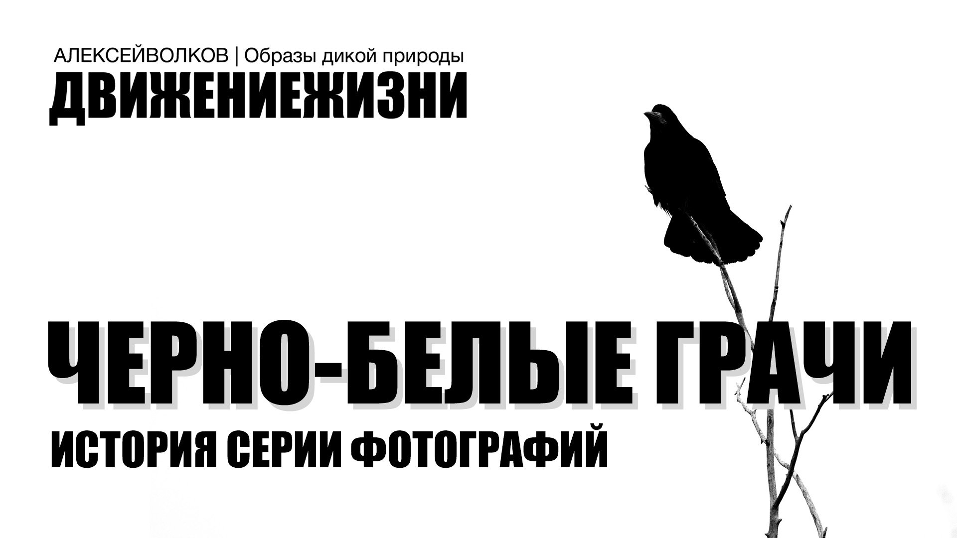 Съёмка в колонии грачей. Минимализм и чёрно-белая фотография