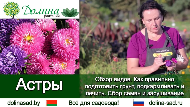 Все об АСТРЕ однолетней виды, посадка и уход. Как и когда собрать семена астры?