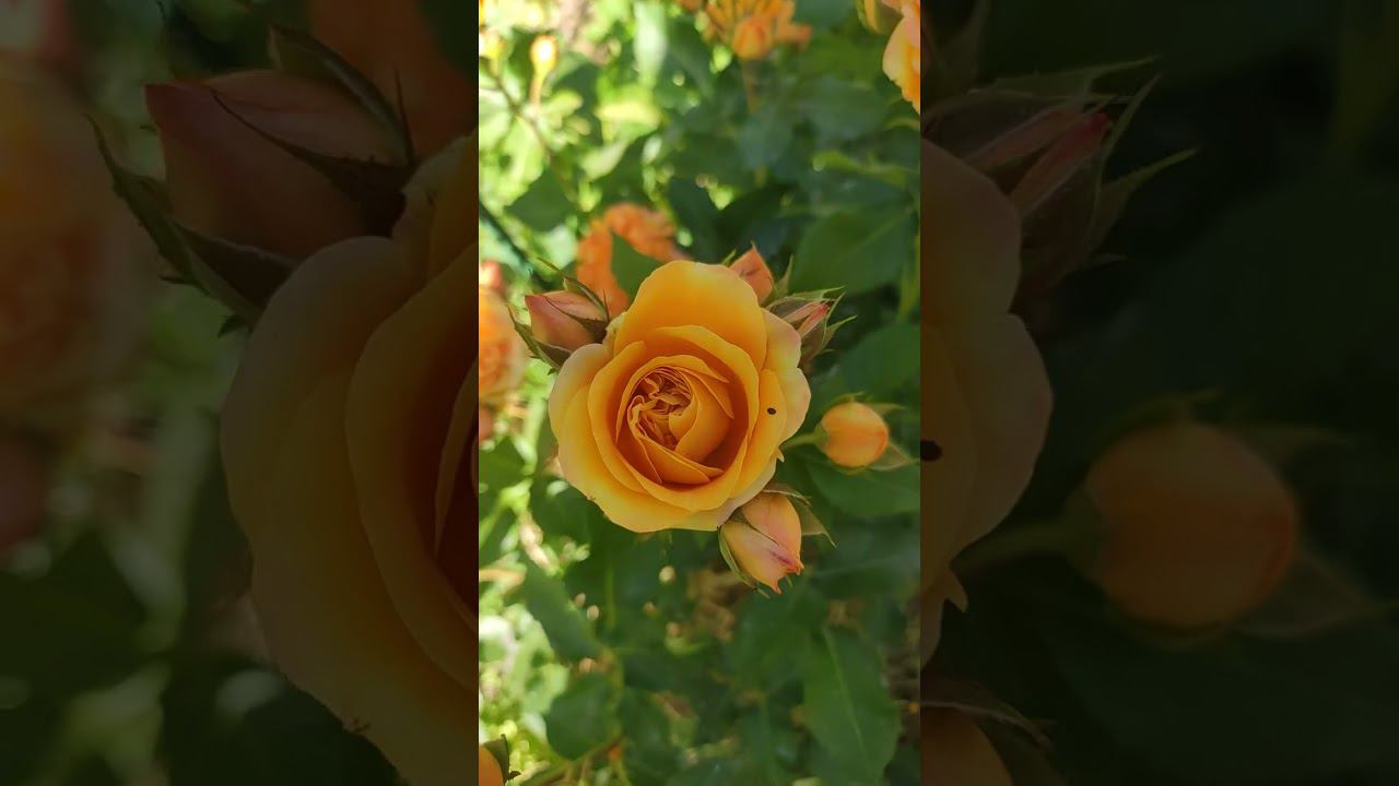 мои розочки