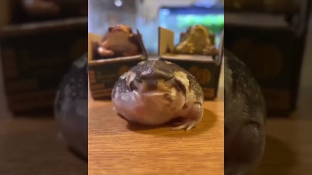 каждое утро,после будильника.mp4