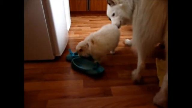 Щенок Ненецкого Оленегонного Шпица