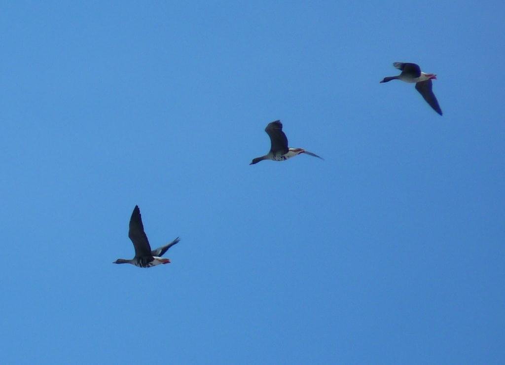 Охота на гуся на Таймыре.