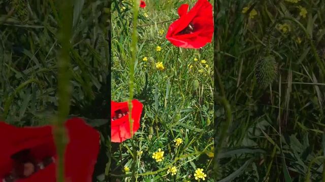 Работают пчёлки