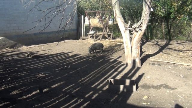 Заказали, наконец таки, вьетнамских свинок. А получили дикую лесную свинью и мини пига