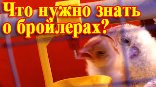 Росс 308, переводим из брудера, 35 дней-2.1кг