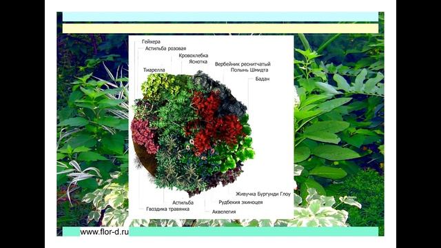 Схемы клумб из многолетников с ассортиментной ведомостью. Для садов с малым уходом. Моя работа..mp4