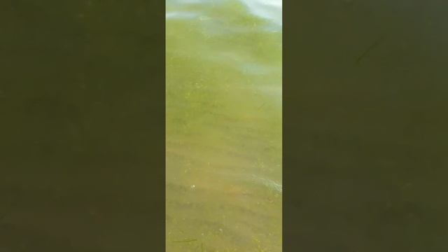 Море в Анапе