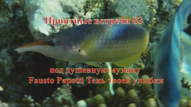 Приятные встречи 83 Утконос губан клюворыл лазоревый под душевную музыку Fausto Papetti Тень твоей