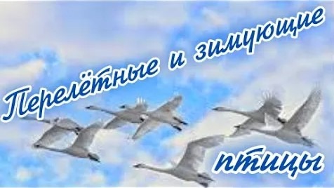 Перелётные и зимующие птицы