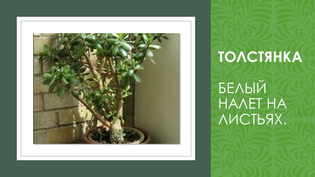 ТОЛСТЯНКА. НАЛЕТ НА ЛИСТЬЯХ.