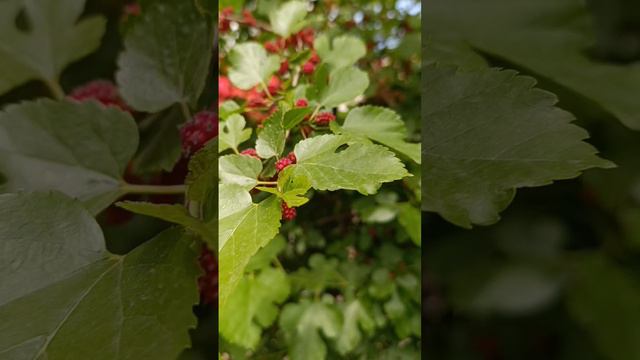 шелковица поспевает