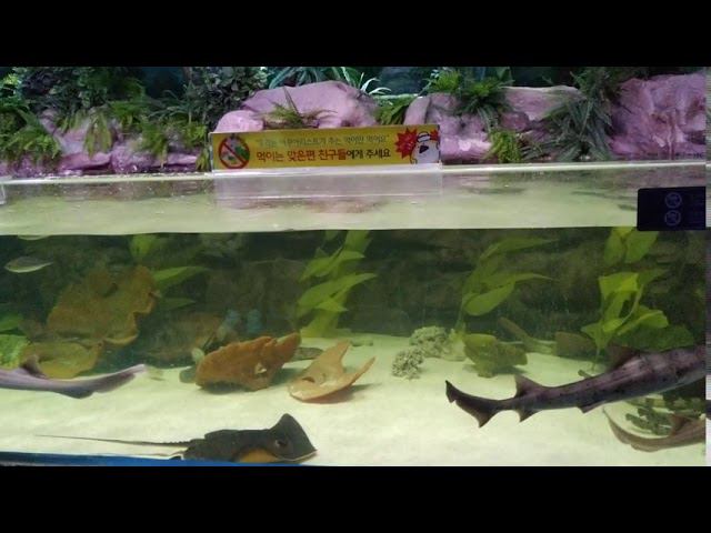 Сеул. Аквариум.(1)