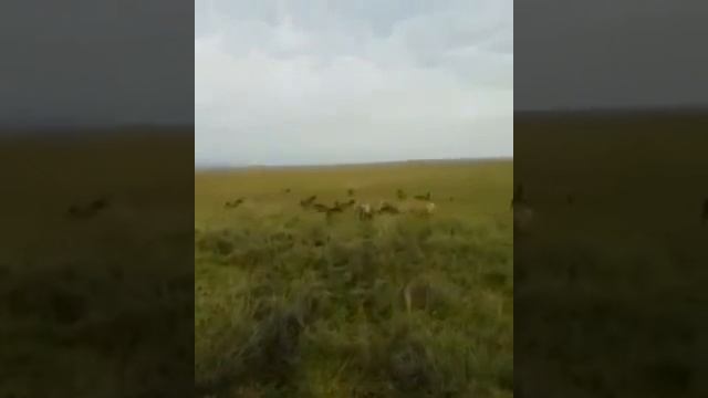 На львицу напали стая гиен. Вот в чём заключается взаимовыручка.