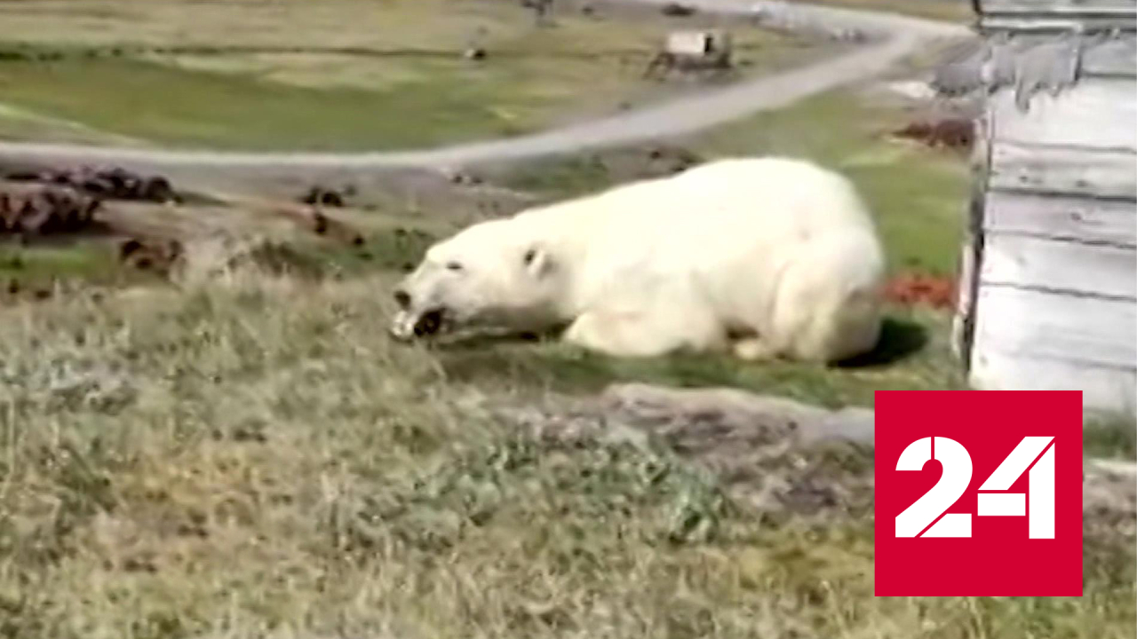 Глава Росприроднадзора рассказала президенту о спасении черепашек и китов - Россия 24