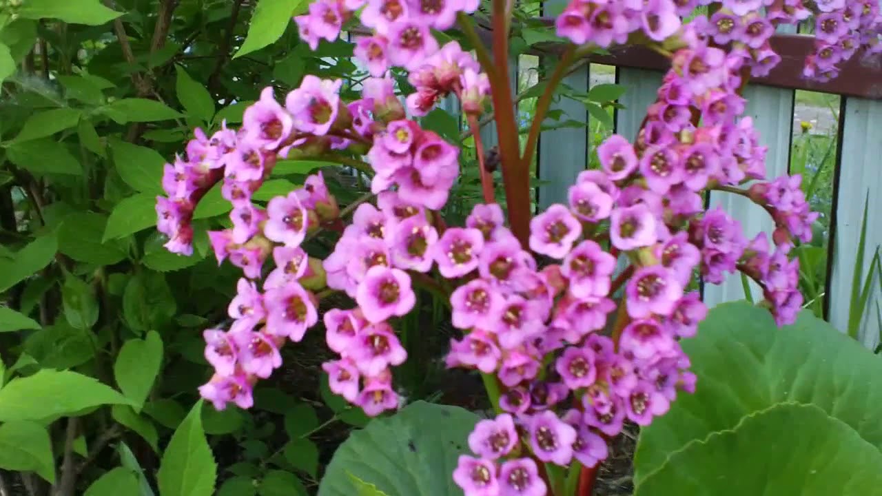 10.  Бадан.  Дачные картинки 2018