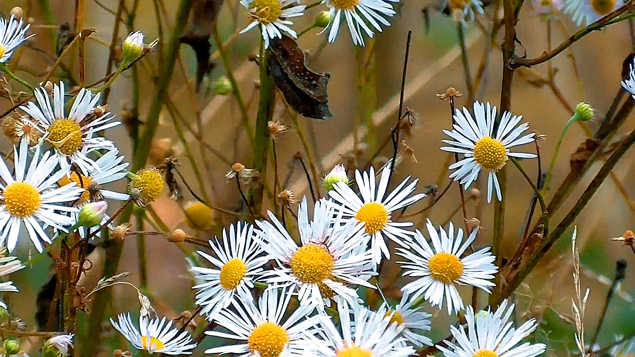 Золотая осень. Голоса птиц. Шум осеннего ветра. Звуки живой природы.
