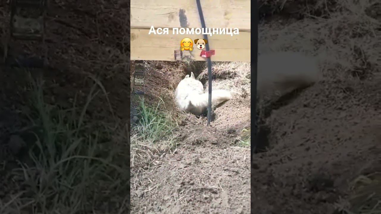 Белая швейцарская овчарка Ася