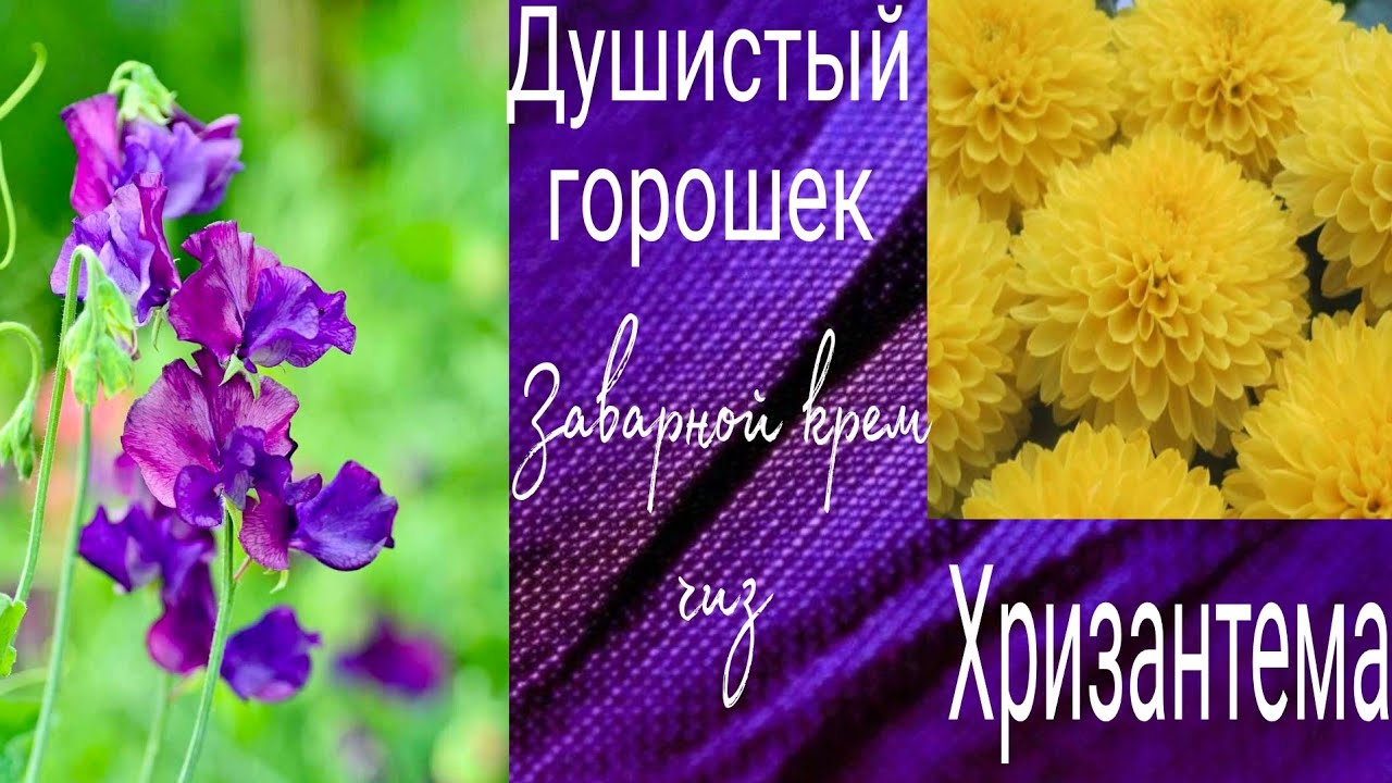 Кремовые цветы на торт. Душистый горошек, хризантема.