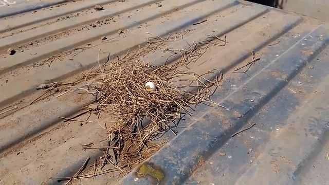 Гнездо на контейнере.