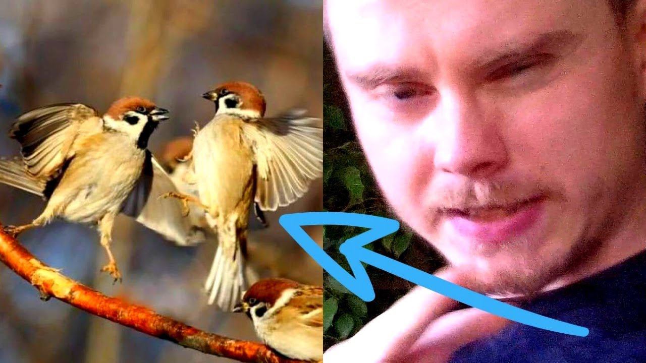 ВОРОБЬИНОЕ ГНЕЗДО | Самка ПАУКА с яйцами | Странница ВК