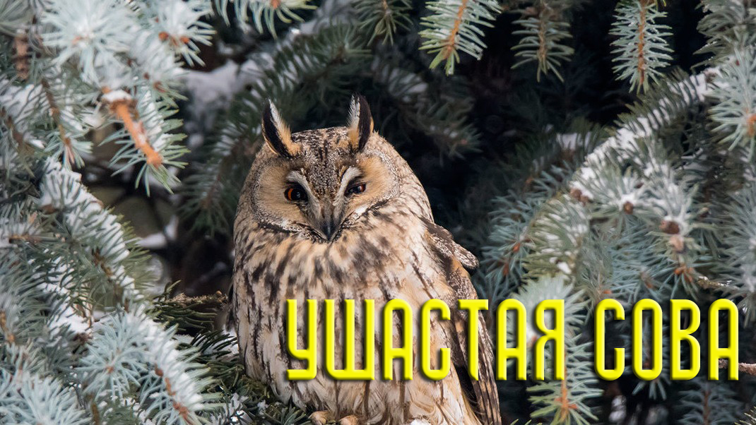 Ушастые совы. Призраки ночи / Птицы России