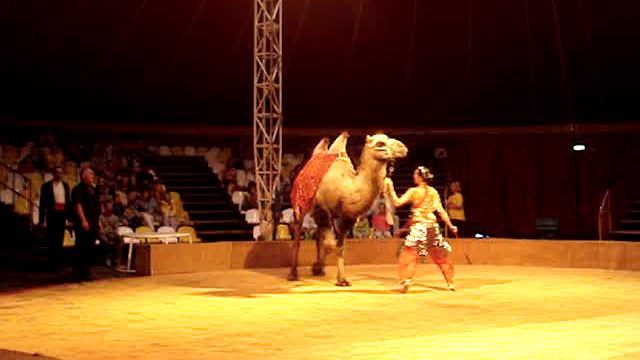 Цирк в  Анапе. Верблюды