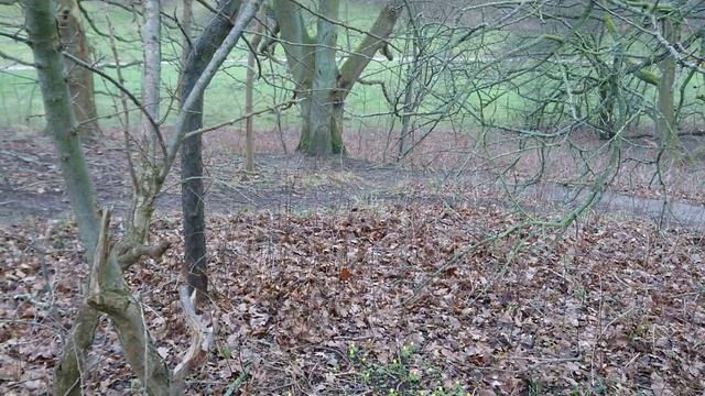 Эрантис зимний (дат. Erantis, лат. Eranthis hyemalis) в лесу Марселисборг, Дания. 18 фев. 2022