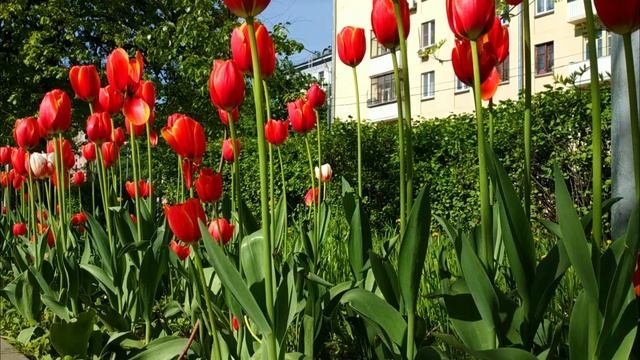 Тюльпаны