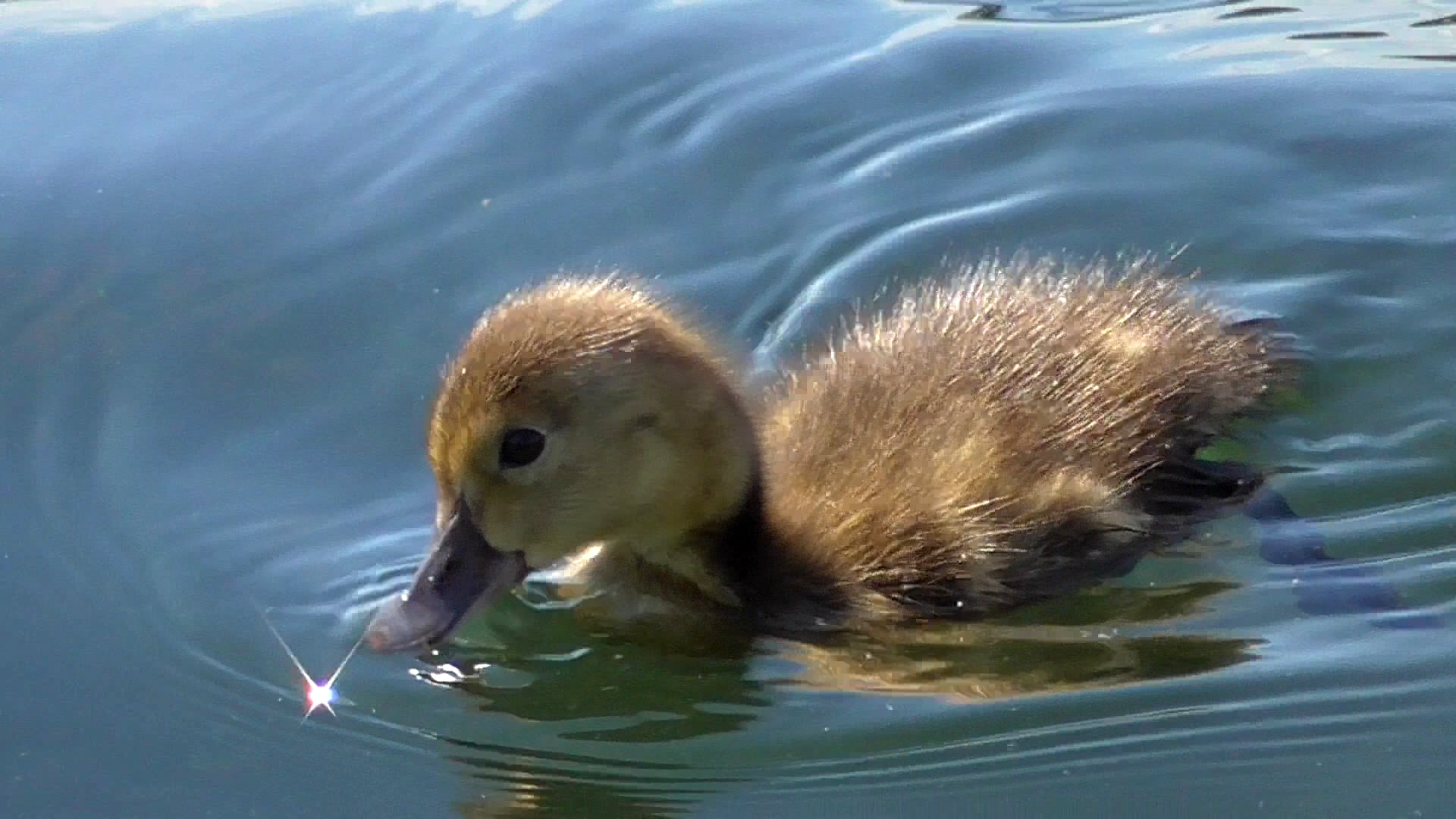 Утята. Красноголовые нырки.