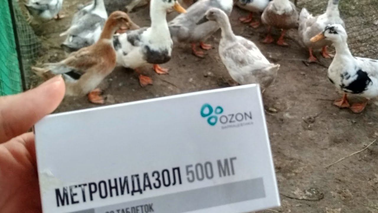 ГИСТОМОНОЗ//Как давать птице метронидозол
