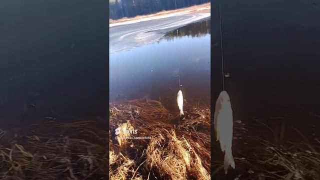 Ловля плотвы на озере осенью