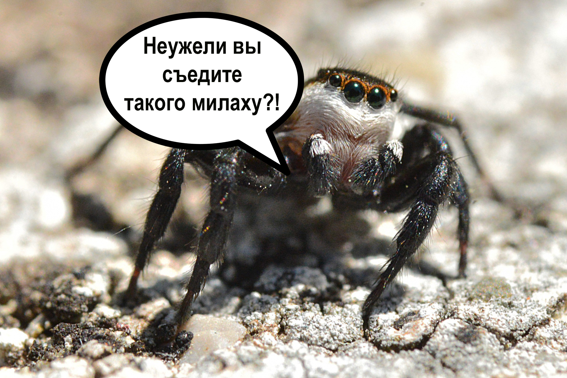 Необычные кулинарные книги: топ 10 самых необычных и интересных кулинарных книг