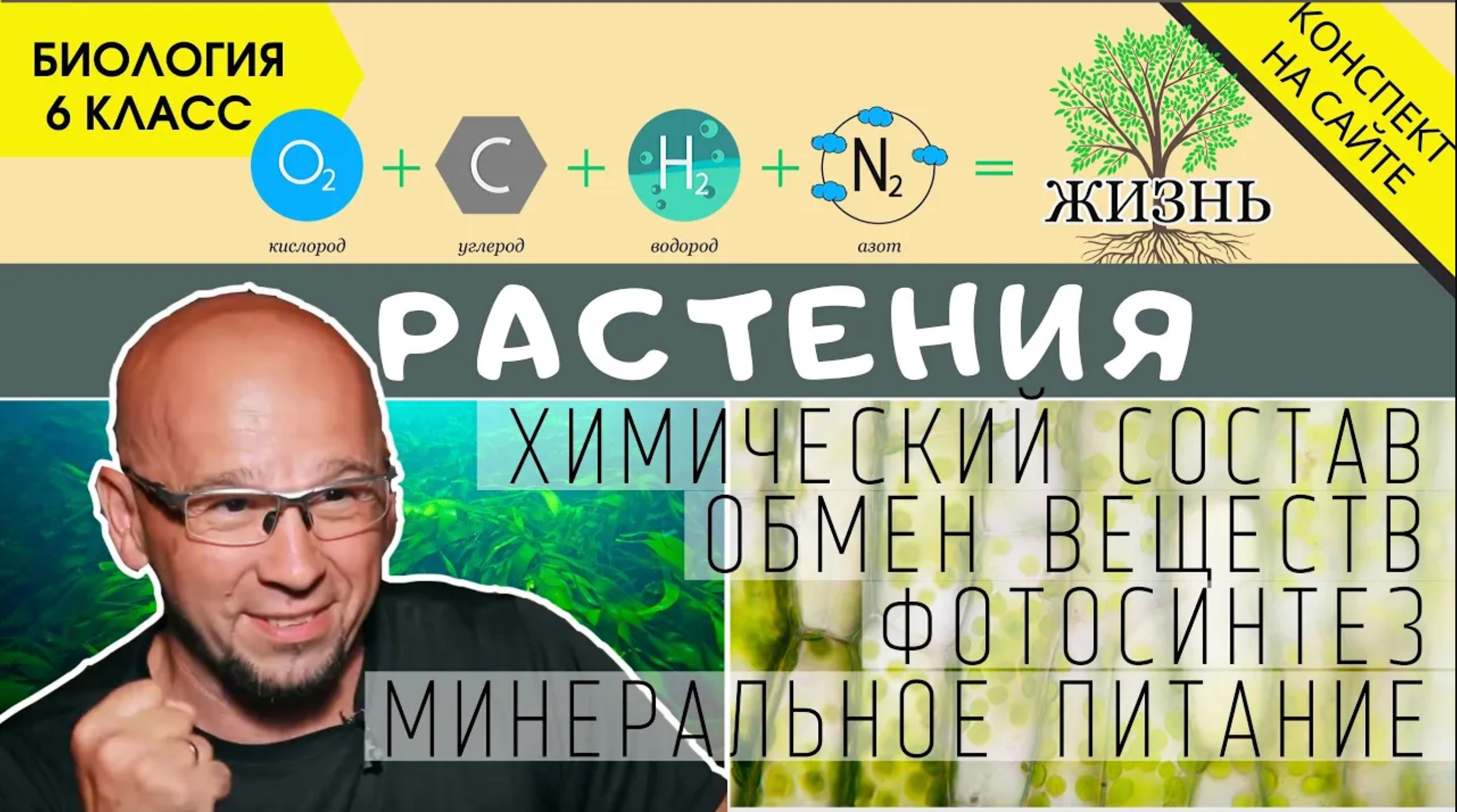 Фотосинтез. Минеральное питание растений. Биология 6 класс. Химический состав растений Обмен веществ