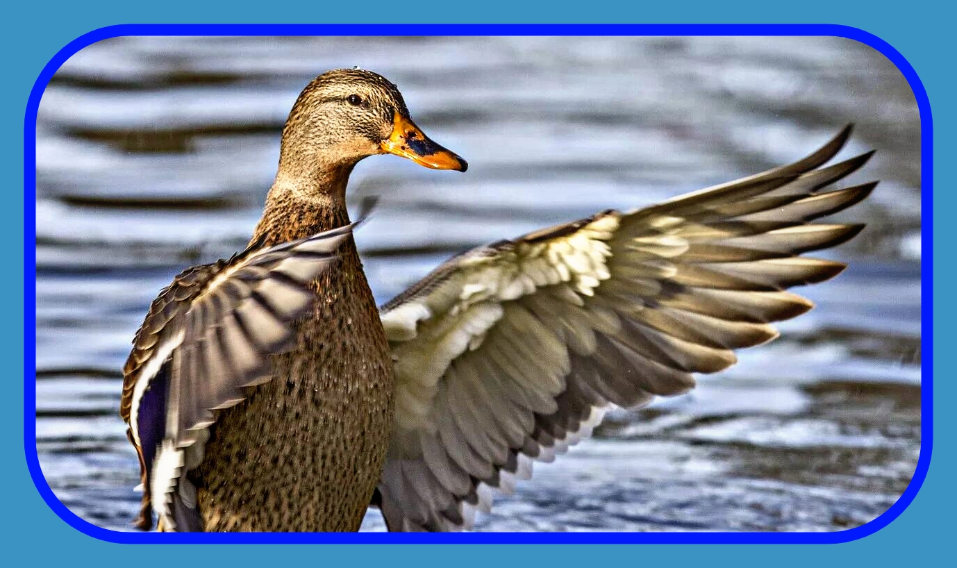 Уточка купается! Санаторий "Лаба". This Topic is Funny - You'll Definitely Want to Click it!