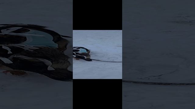 ❗ВТОРОЙ ДЕНЬ ПОСЛЕ ОПЕРАЦИИ. ВЫШЛИ НА ПРОГУЛКУ❗