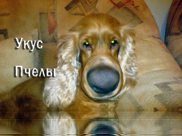 Собака после укуса пчелы