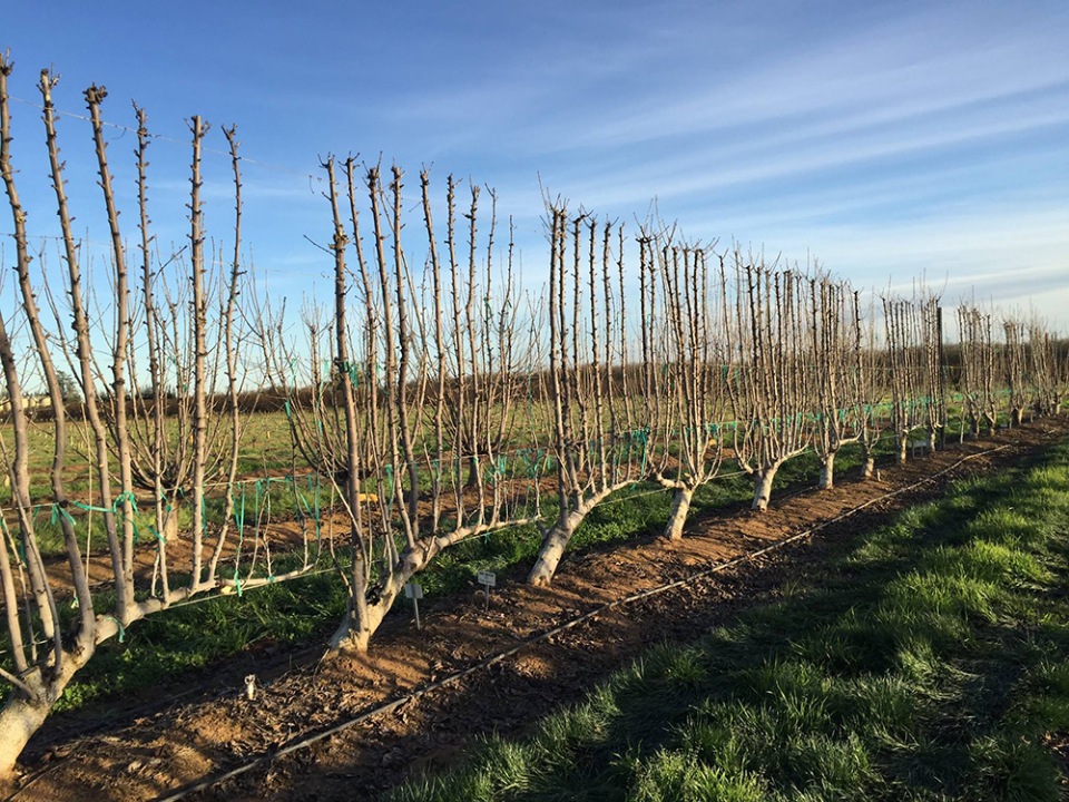 Хочешь много разных фруктов на своей земле? #garden @farm