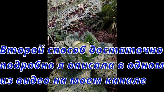 Обнаружила, что моя капуста в дырках Рассказываю, какие меры приняла