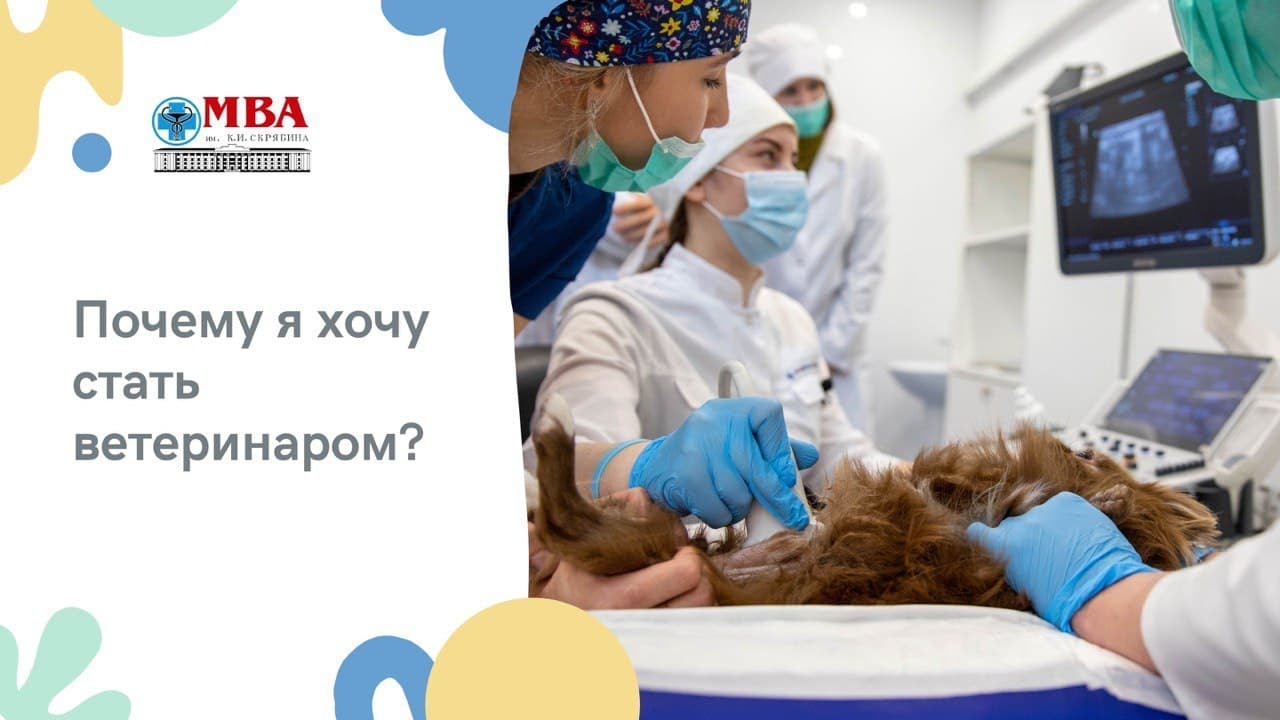 Почему я хочу стать ветеринаром?