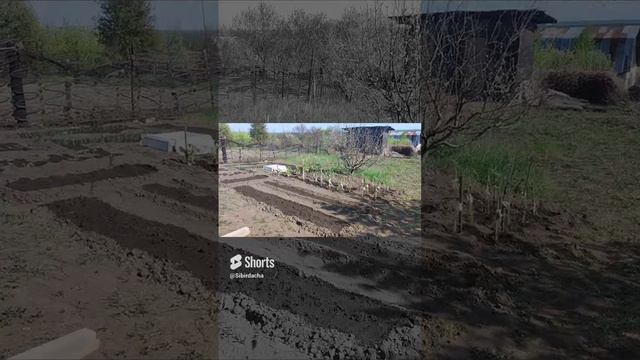 Это мы...Присоединяйся!  #дача #алтай #заботы #заброшеннаядача #огород #природа #сибирскаядача