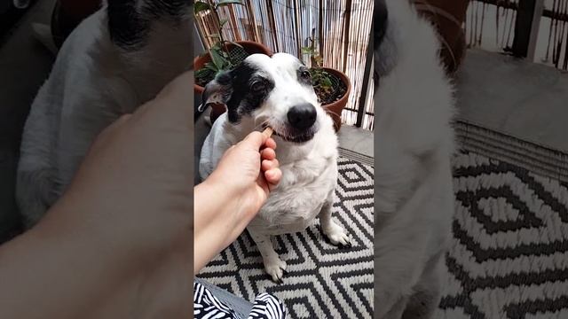 Почему так быстро стареют собаки ?