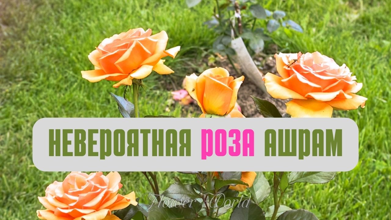 Невероятная Роза Ашрам (Ashram).😍