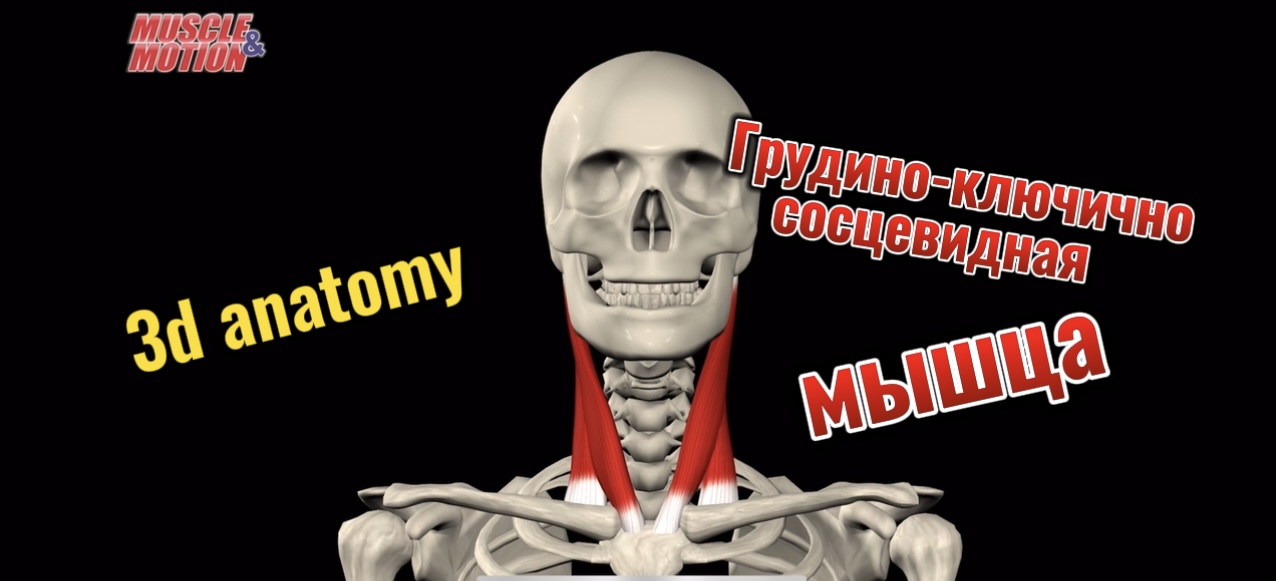 3d anatomy. Грудино-ключично-сосцевидная мышца.
