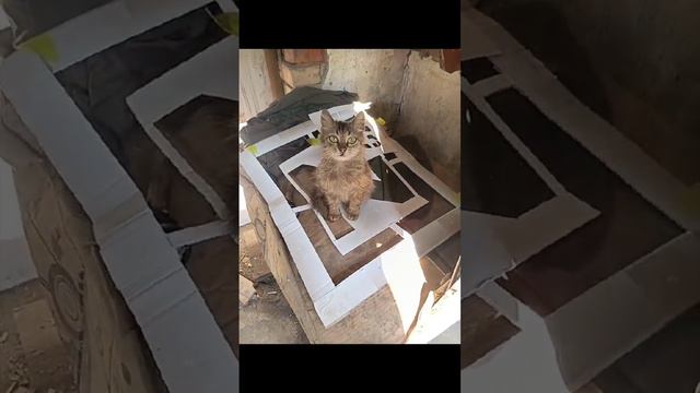 К нам котик зашел)