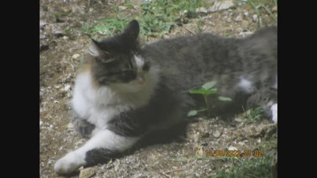 Прогулка Новый сквер