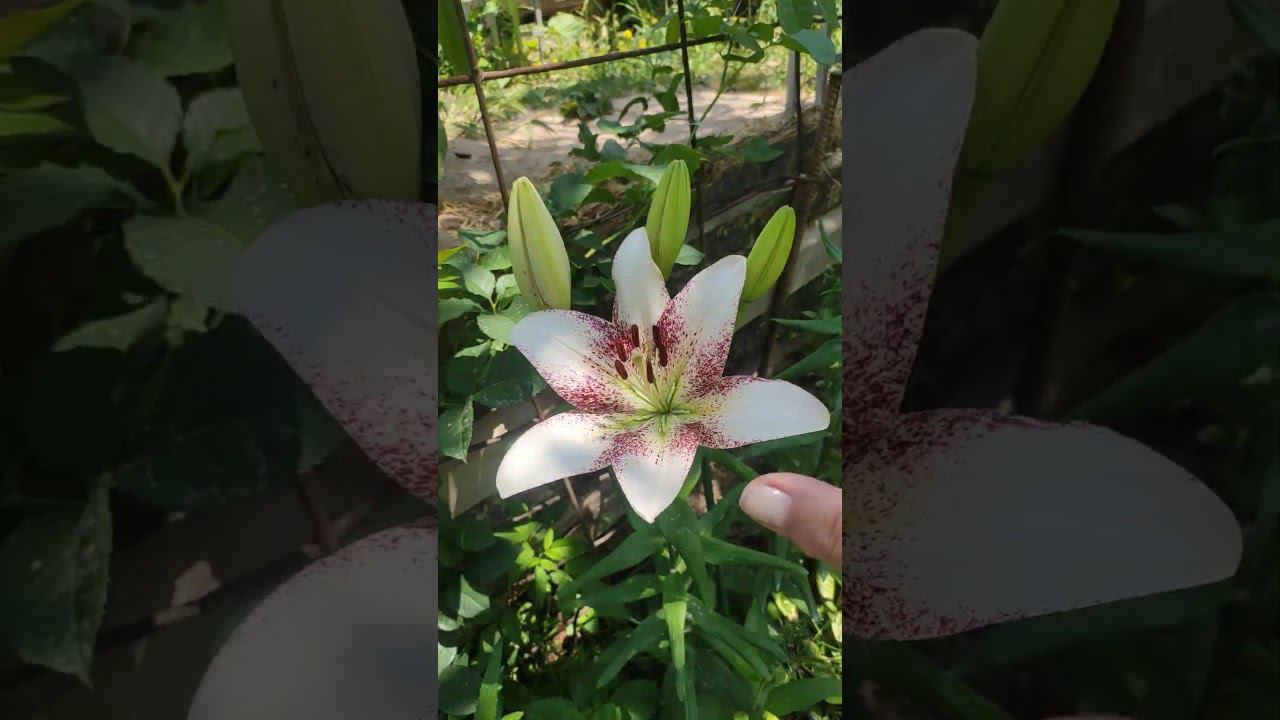 моя первая лилия