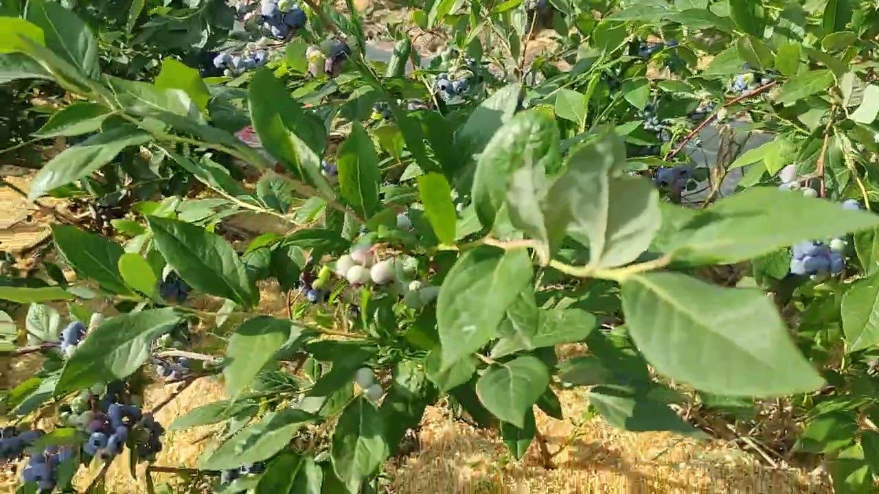 Голубика Блюрей