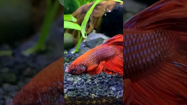 Рыбка начинающим аквариумистам