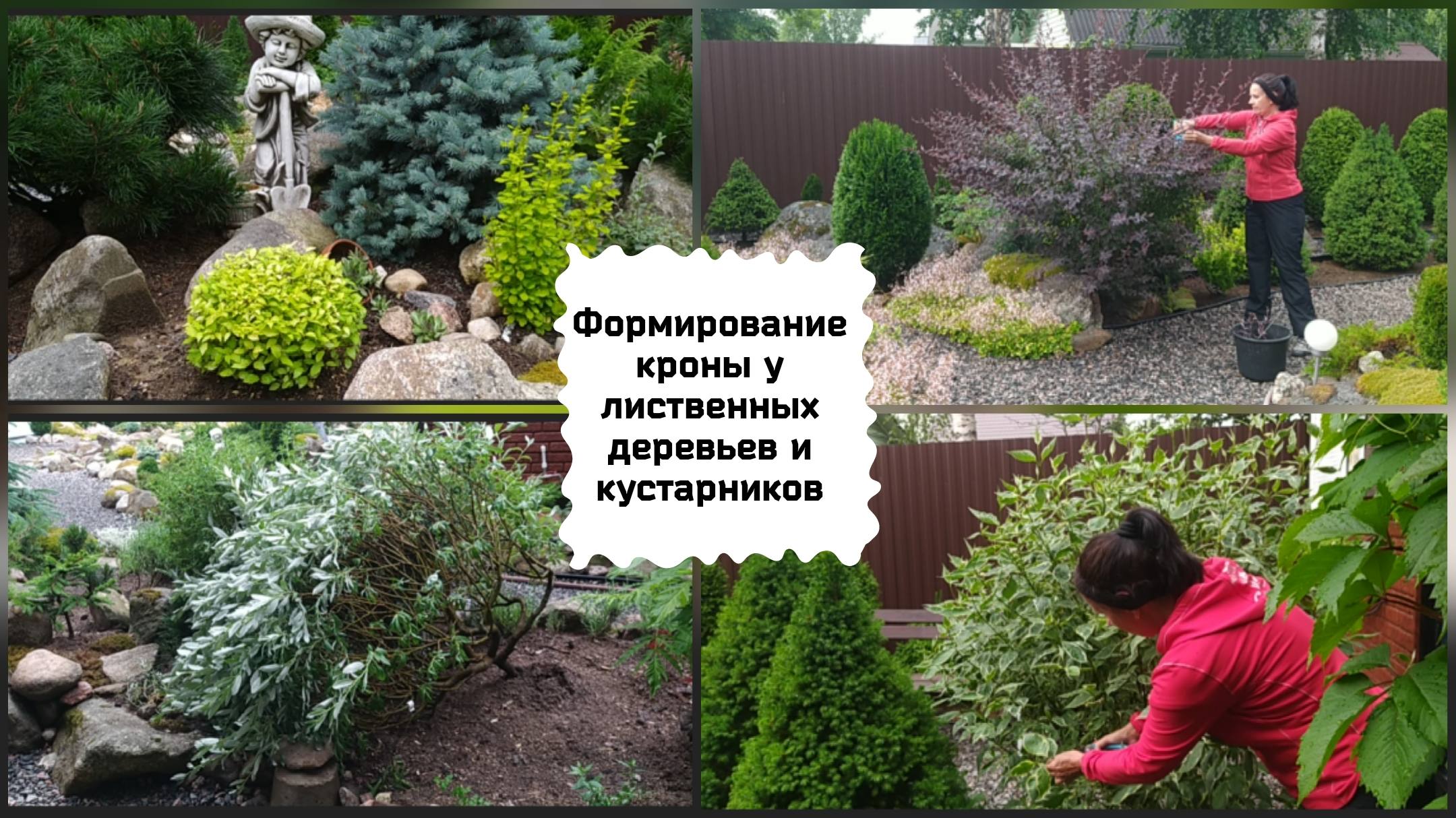 Формирование кроны у лиственных деревьев и кустарников.